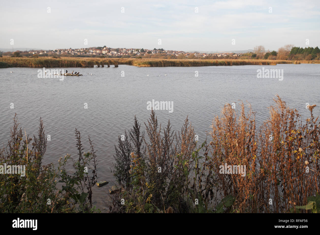 Radipole Lake RSPB reserve Weymouth Dorset England UK Stock Photo - Alamy