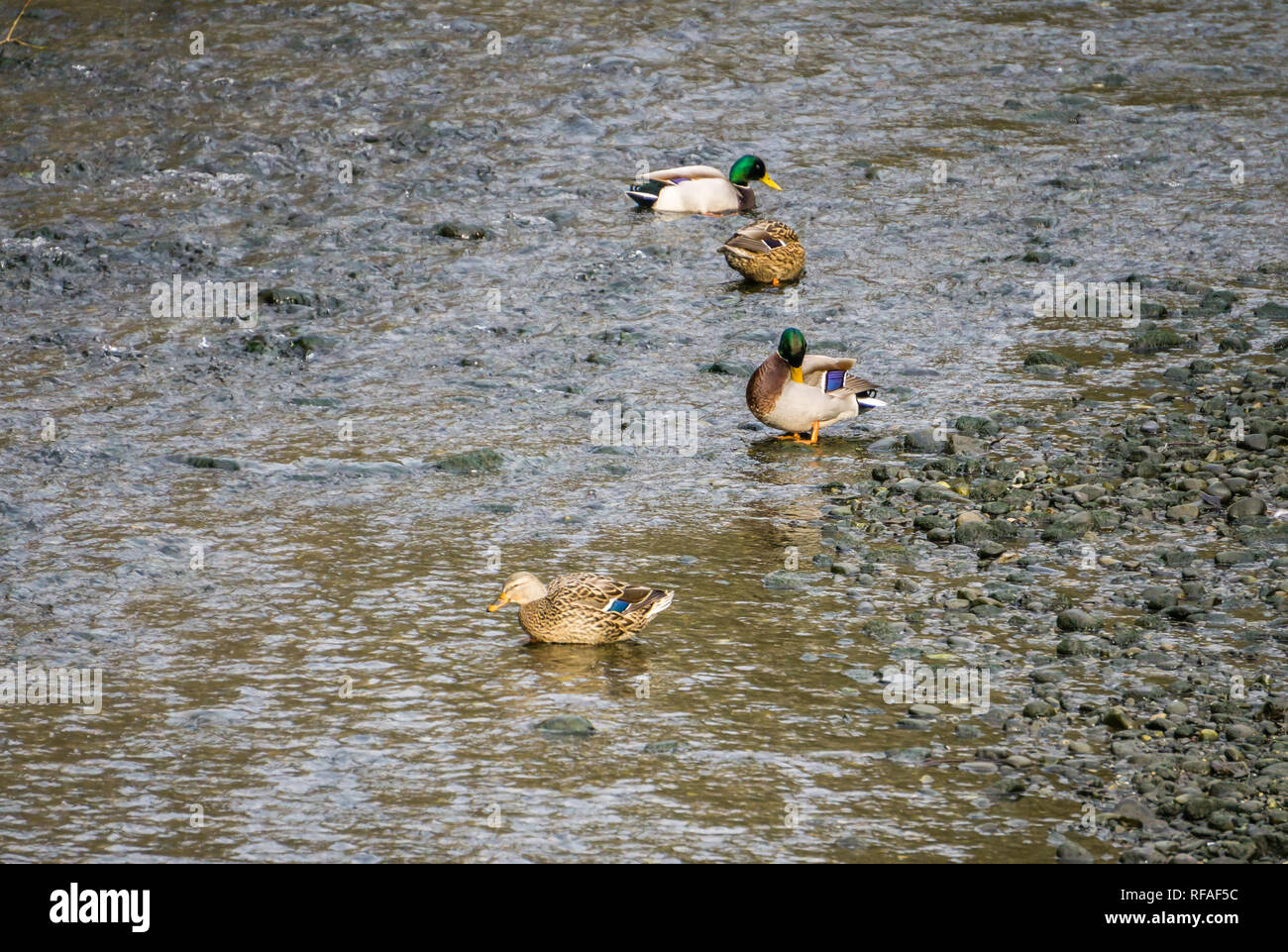 Northwest Ducks High Resolution Stock Photography and Images - Alamy