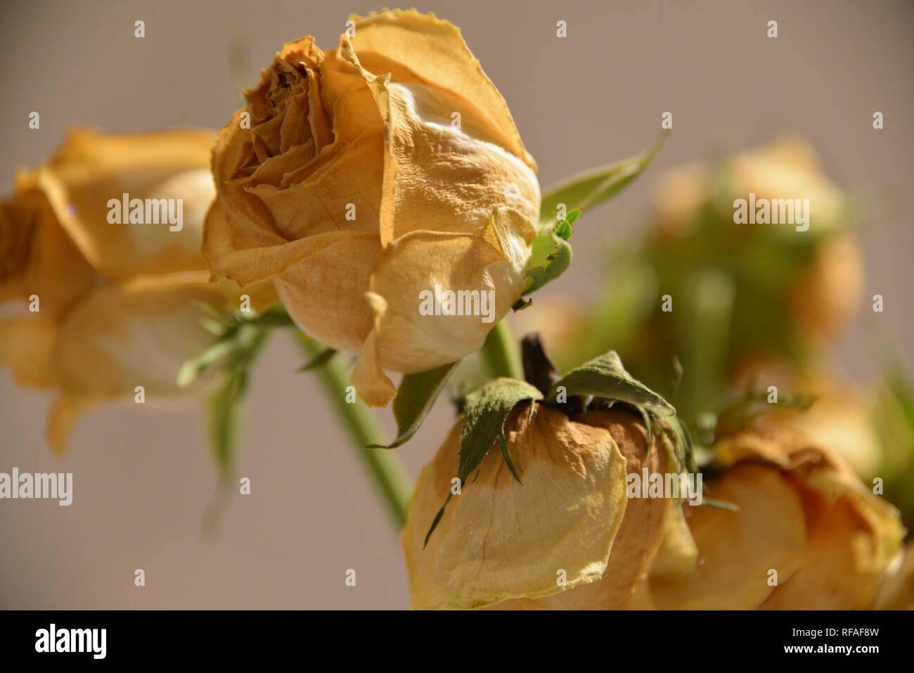 Still life with dried flowers hi-res stock photography and images - Alamy