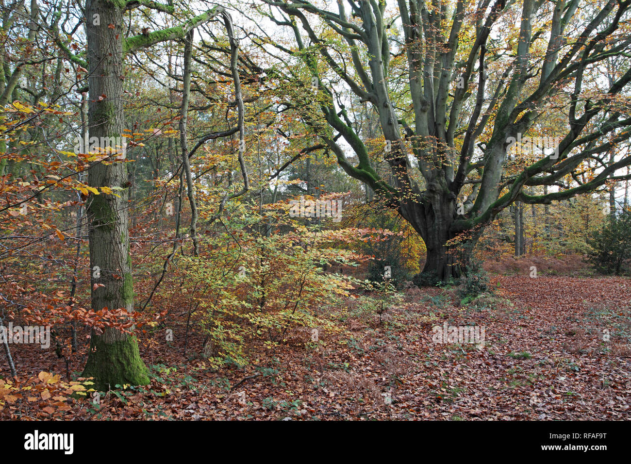 Ancient beech Fagus sylvatica Savernake Forest Wiltshire England UK ...