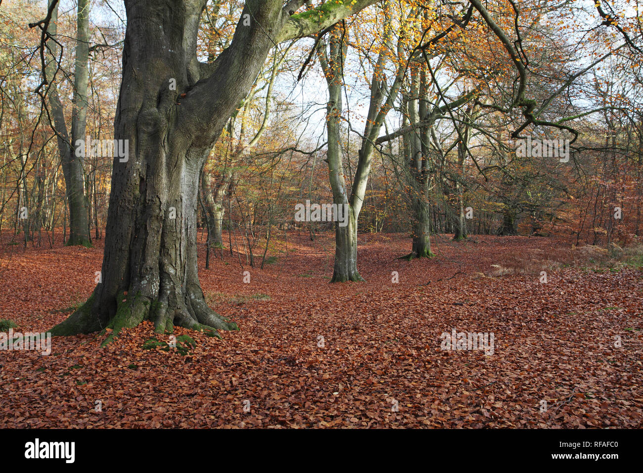 Beech Fagus sylvatica woodland Savernake Forest Wiltshire England UK ...