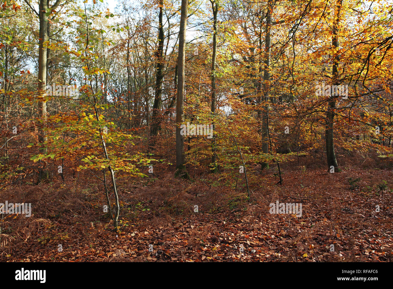 Beech Fagus sylvatica woodland Savernake Forest Wiltshire England UK ...