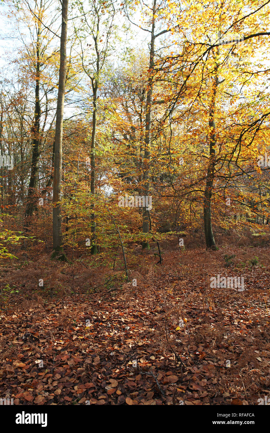 Beech Fagus sylvatica woodland Savernake Forest Wiltshire England UK ...