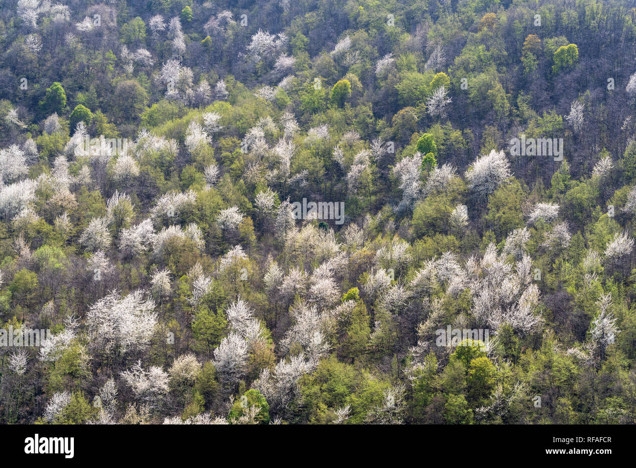Dense evergreen forests highland trees hi-res stock photography and ...