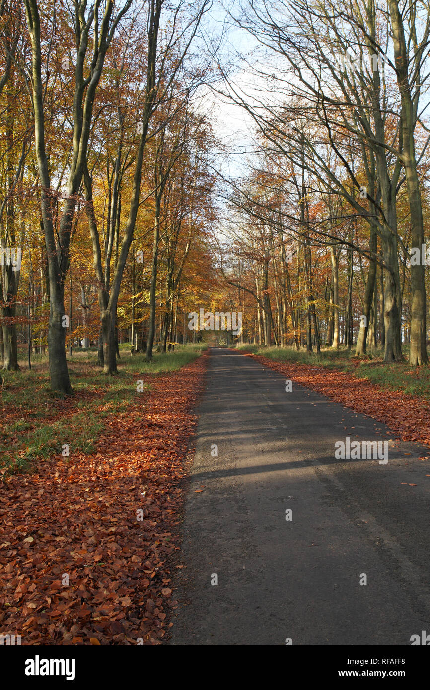 Road through Beech Fagus sylvatica woodland Savernake Forest Wiltshire ...