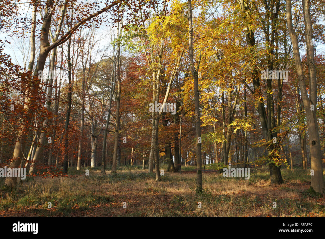 Beech Fagus sylvatica woodland Savernake Forest Wiltshire England UK ...