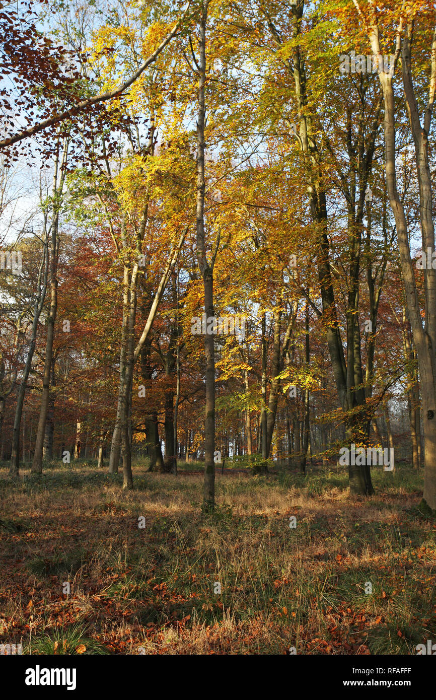 Beech Fagus sylvatica woodland Savernake Forest Wiltshire England UK ...