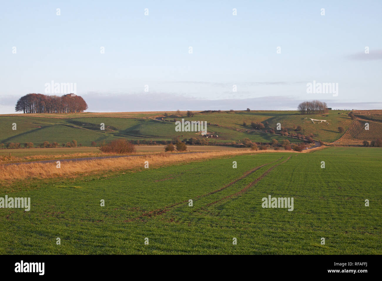 White horse chalk figure Hackpen Hill Marlborough Downs Wiltshire ...