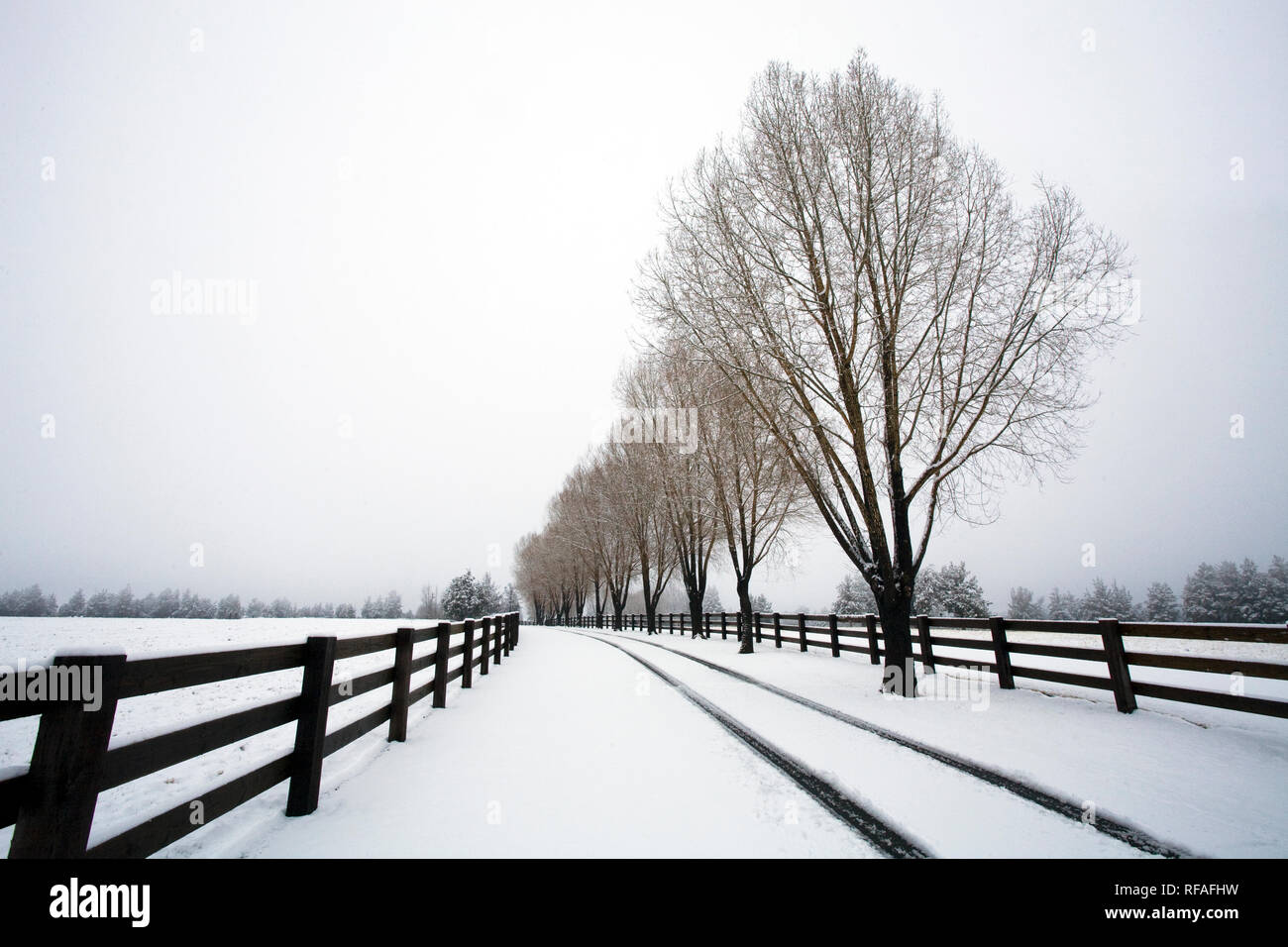 Trunk Of A Willow High Resolution Stock Photography and Images - Alamy