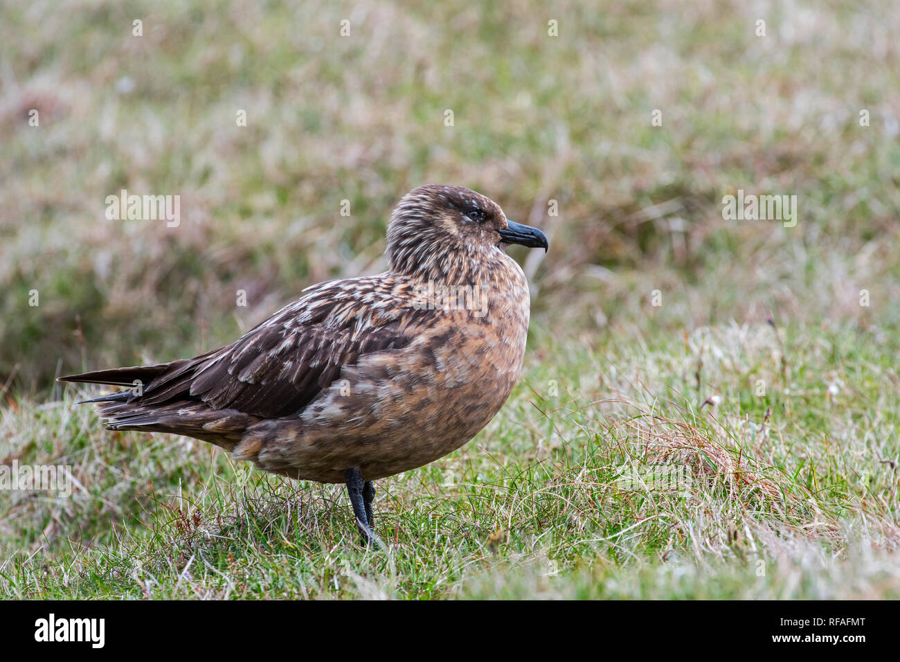 Great skua stercorarius skua hi-res stock photography and images - Alamy