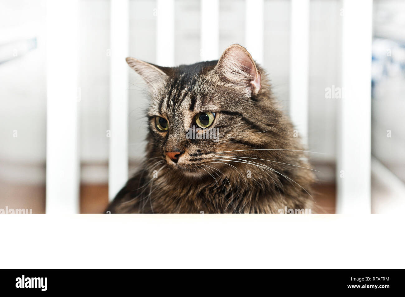 Cat on a chair hi-res stock photography and images - Alamy