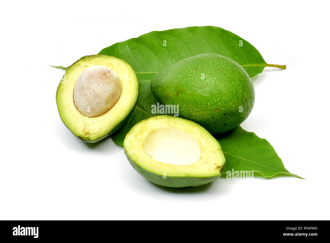 Avocado is a fruit-producing plant with the same name. This plant ...