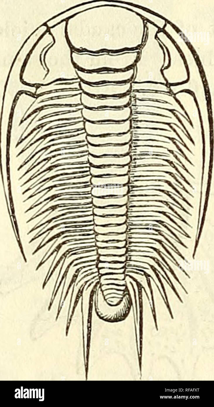 Trilobites eyes hi-res stock photography and images - Alamy