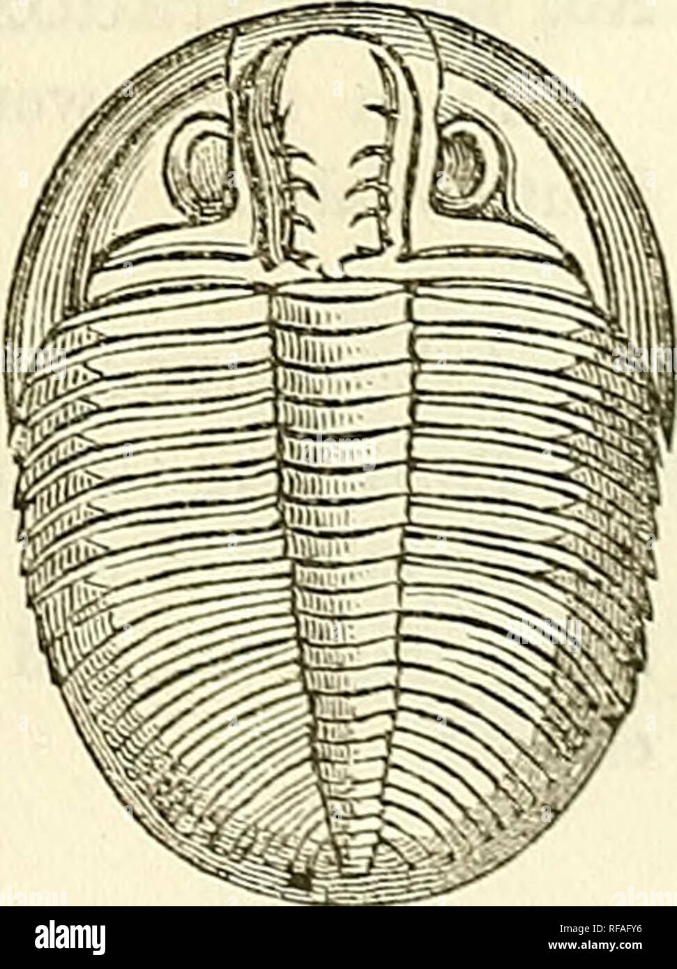 . Catalogue of casts of fossils, from the principal museums of Europe ...