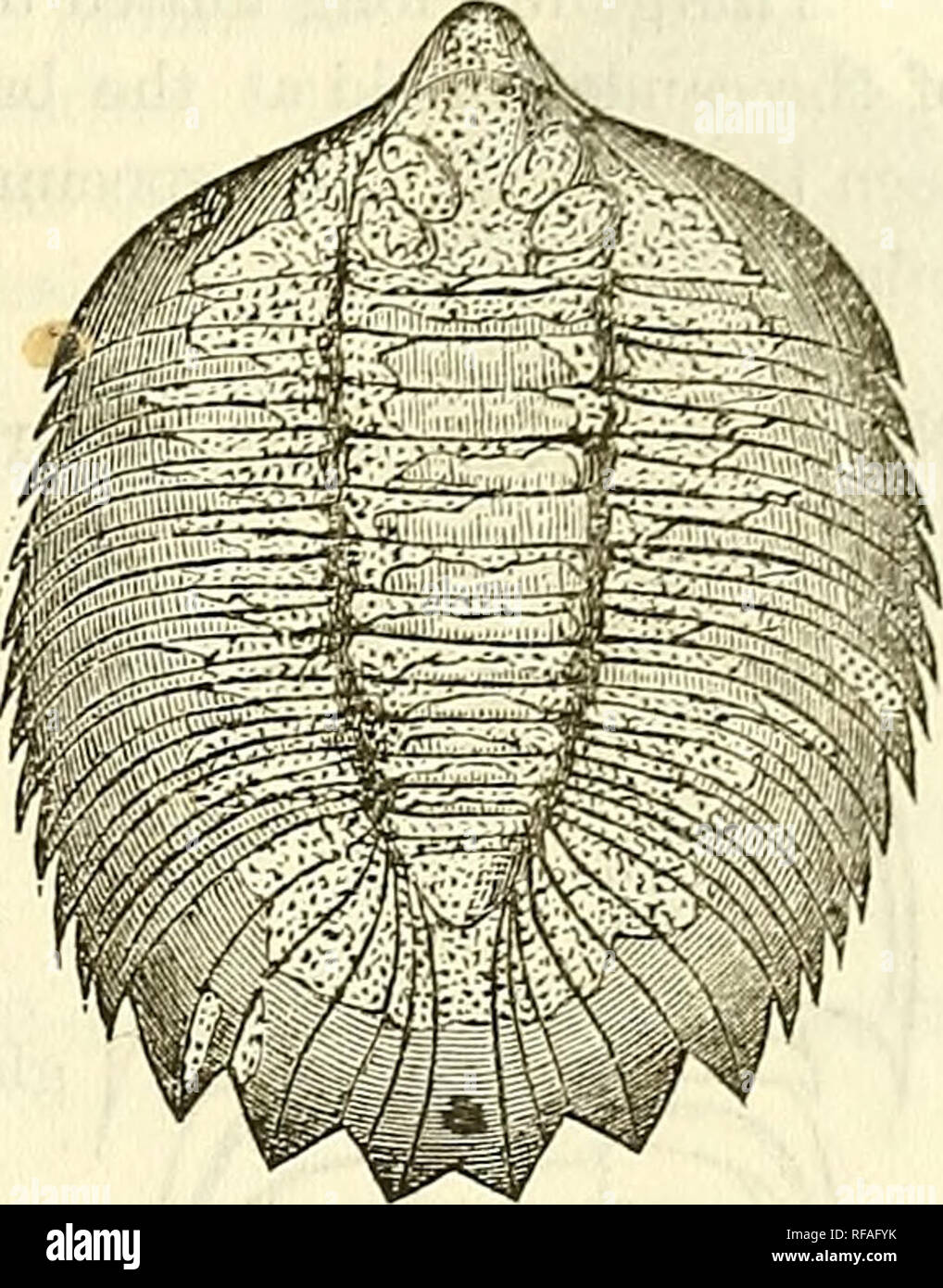 . Catalogue of casts of fossils, from the principal museums of Europe ...