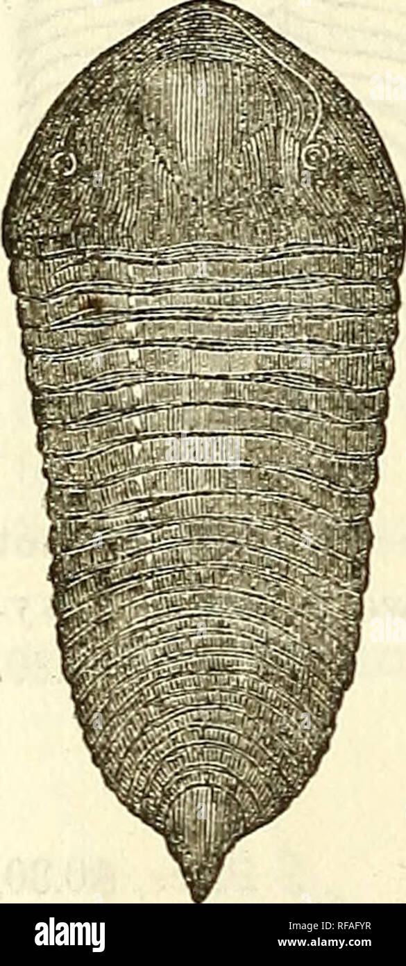 . Catalogue of casts of fossils, from the principal museums of Europe ...