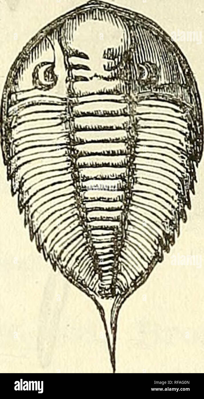 Trilobite eyes hi-res stock photography and images - Alamy