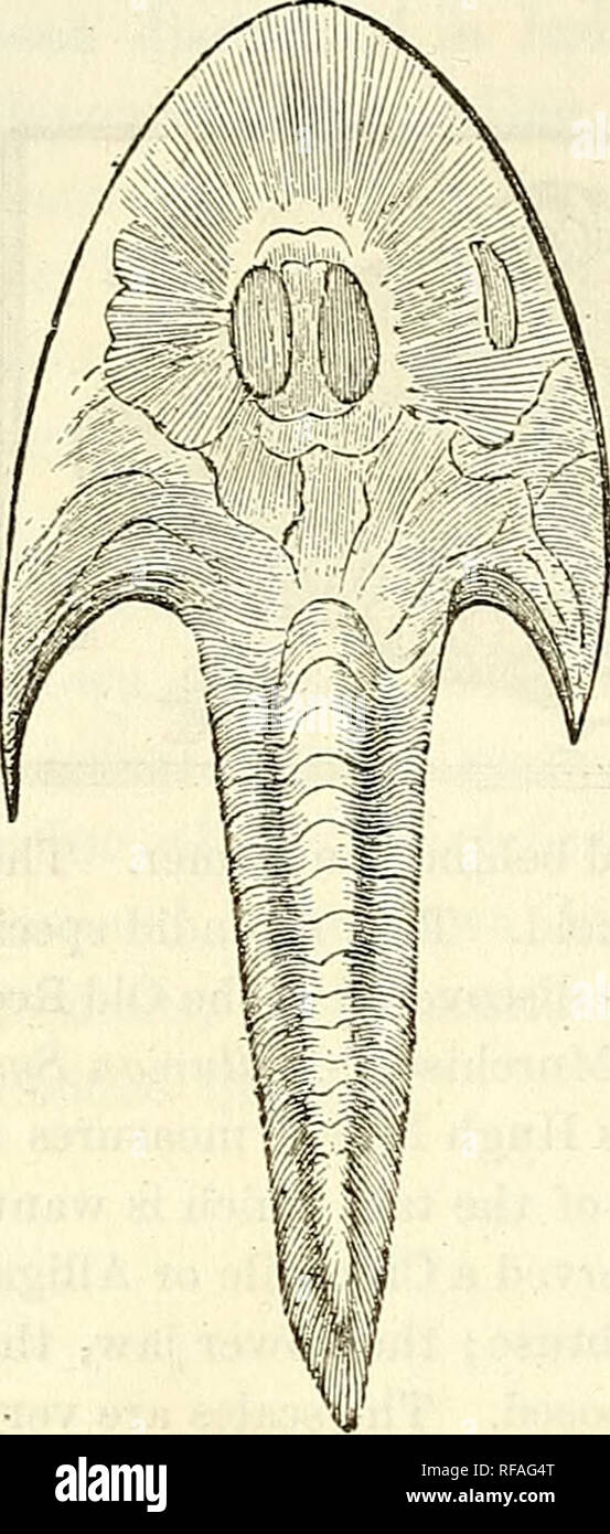 . Catalogue of casts of fossils, from the principal museums of Europe ...