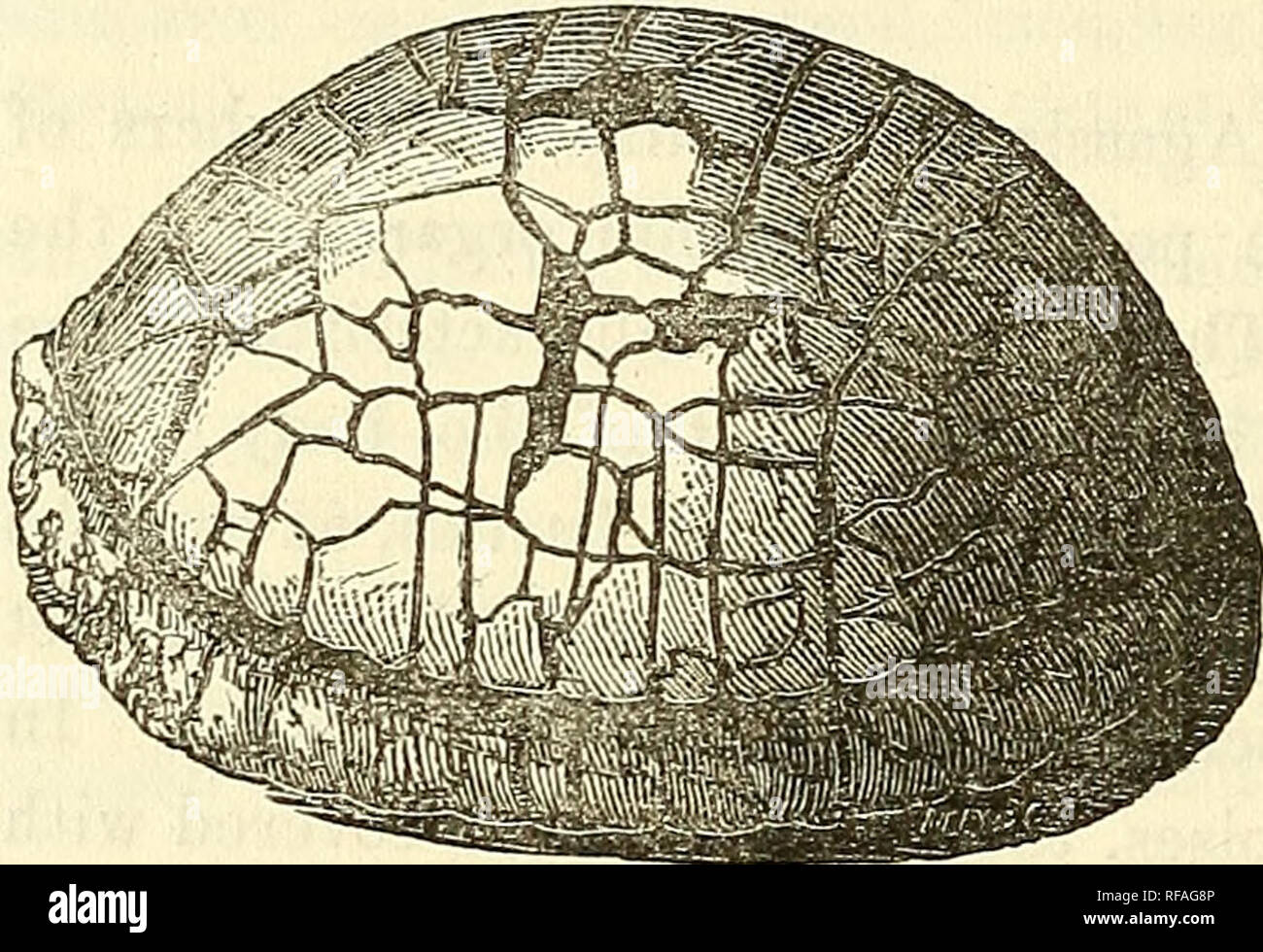 . Catalogue of casts of fossils, from the principal museums of Europe ...