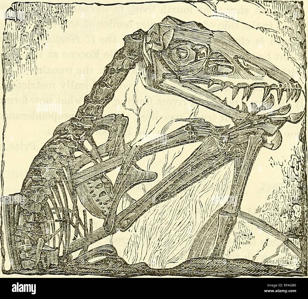 . Catalogue of casts of fossils, from the principal museums of Europe ...
