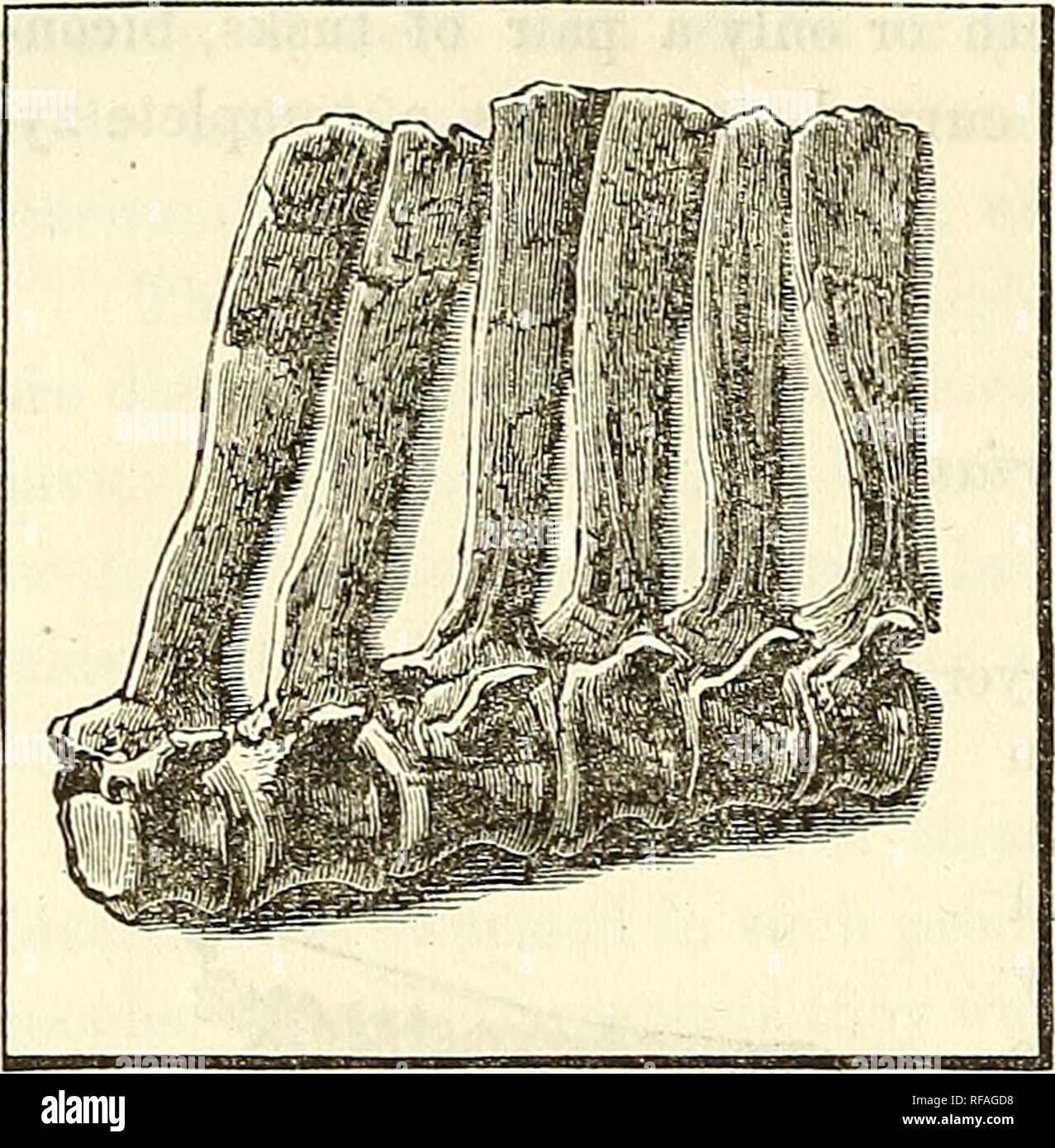 . Catalogue of casts of fossils, from the principal museums of Europe ...