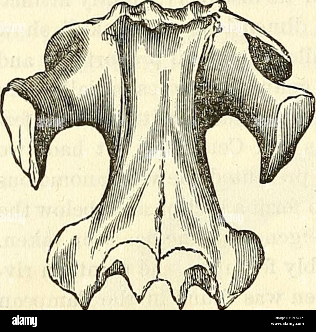 . Catalogue of casts of fossils, from the principal museums of Europe ...