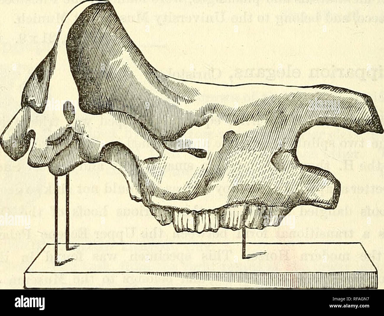 Anchitherium aurelianense hi-res stock photography and images - Alamy