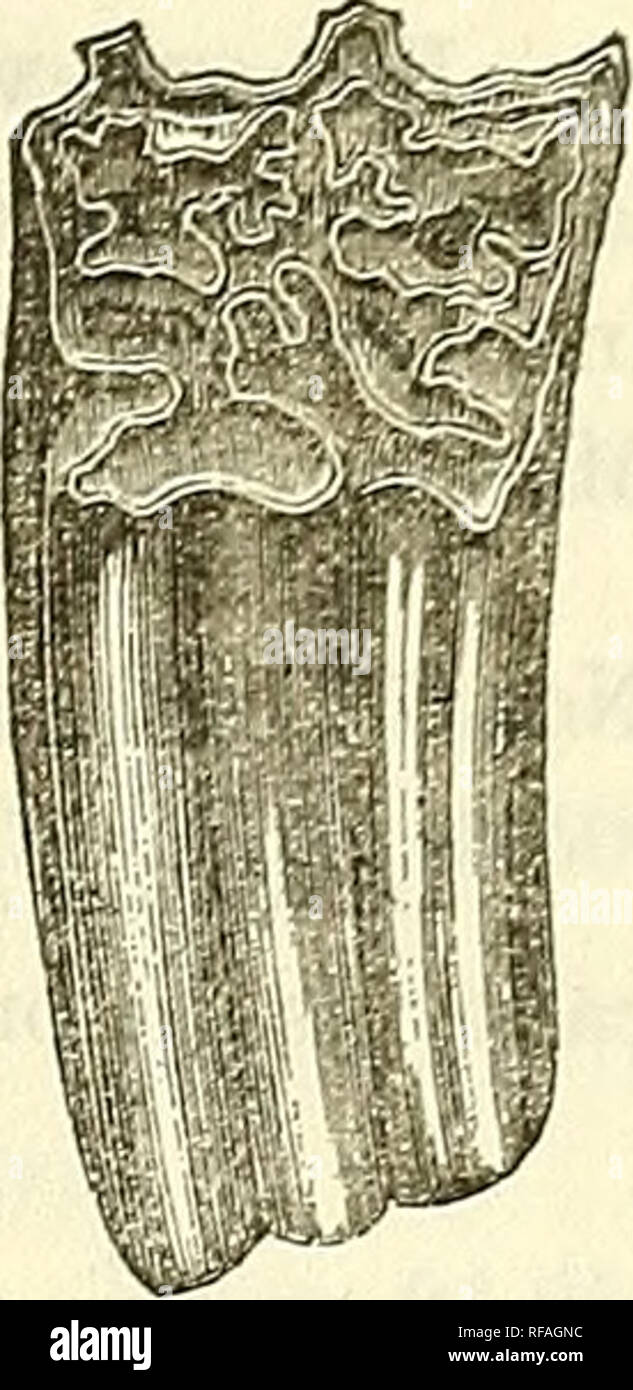 Horse teeth fossils hi-res stock photography and images - Alamy