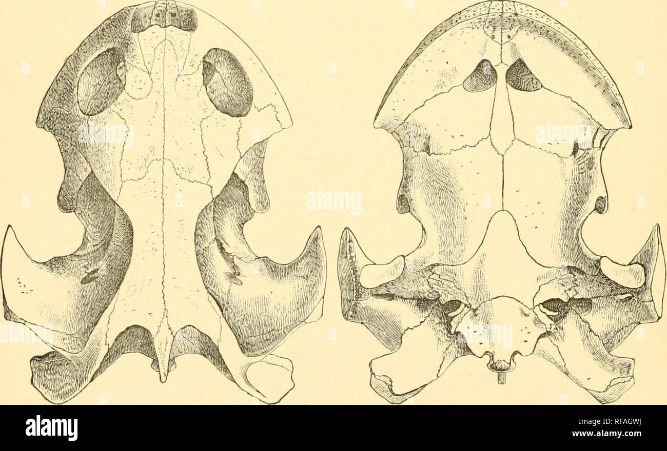 . Catalogue of the chelonians, rhynchocephalians, and crocodiles in the ...