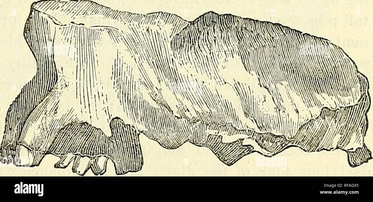 Megalonyx jeffersonii hi-res stock photography and images - Alamy