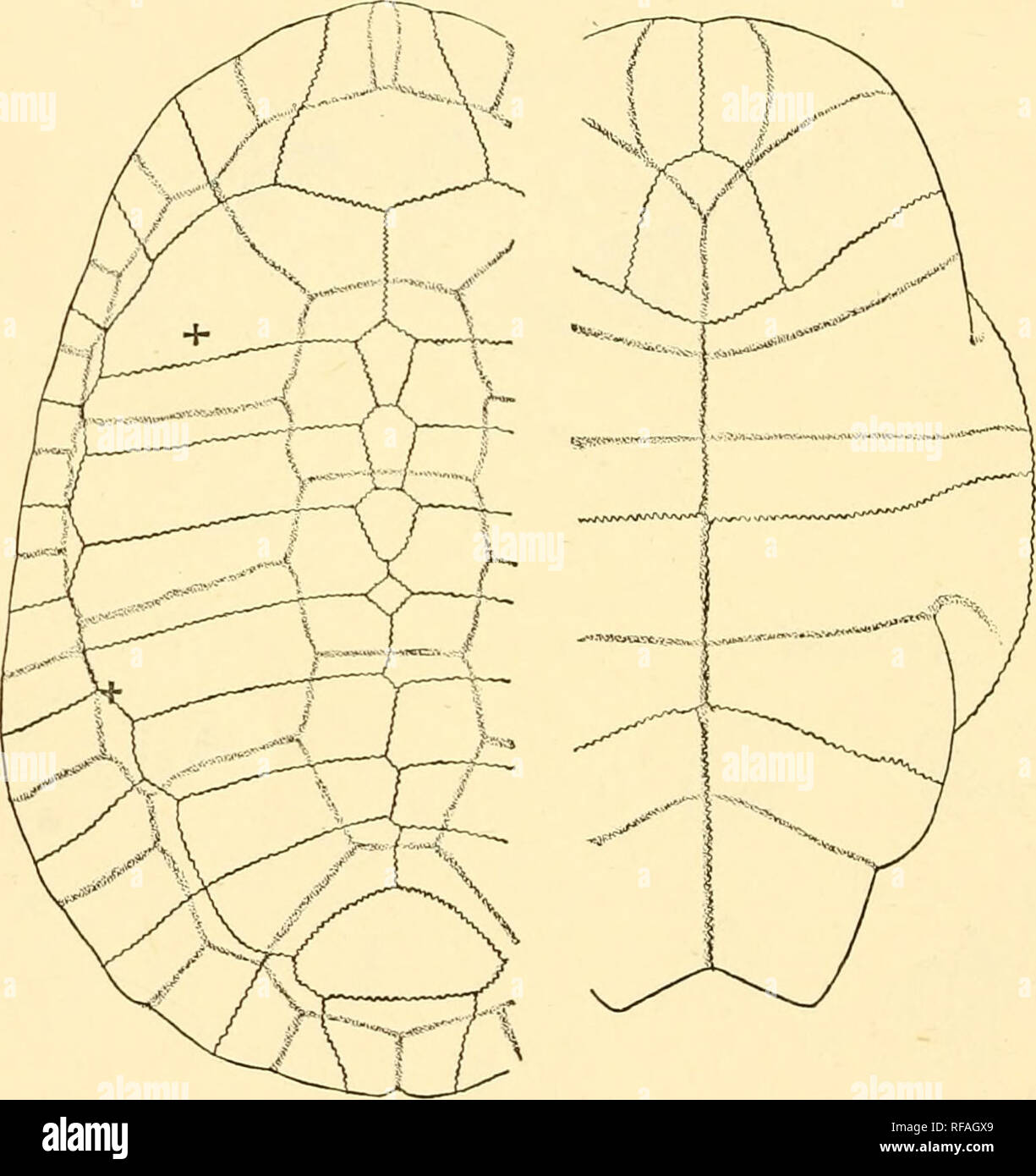 . Catalogue of the chelonians, rhynchocephalians, and crocodiles in the ...