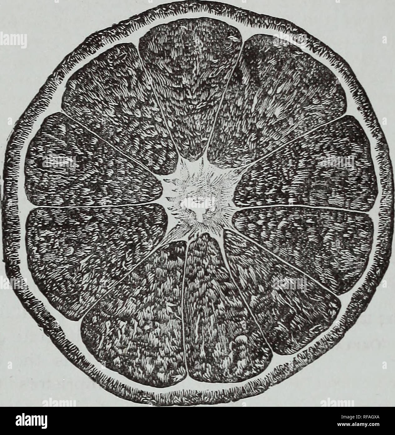 . Catalogue of citrus fruits : trees, plants and vines. Nurseries ...