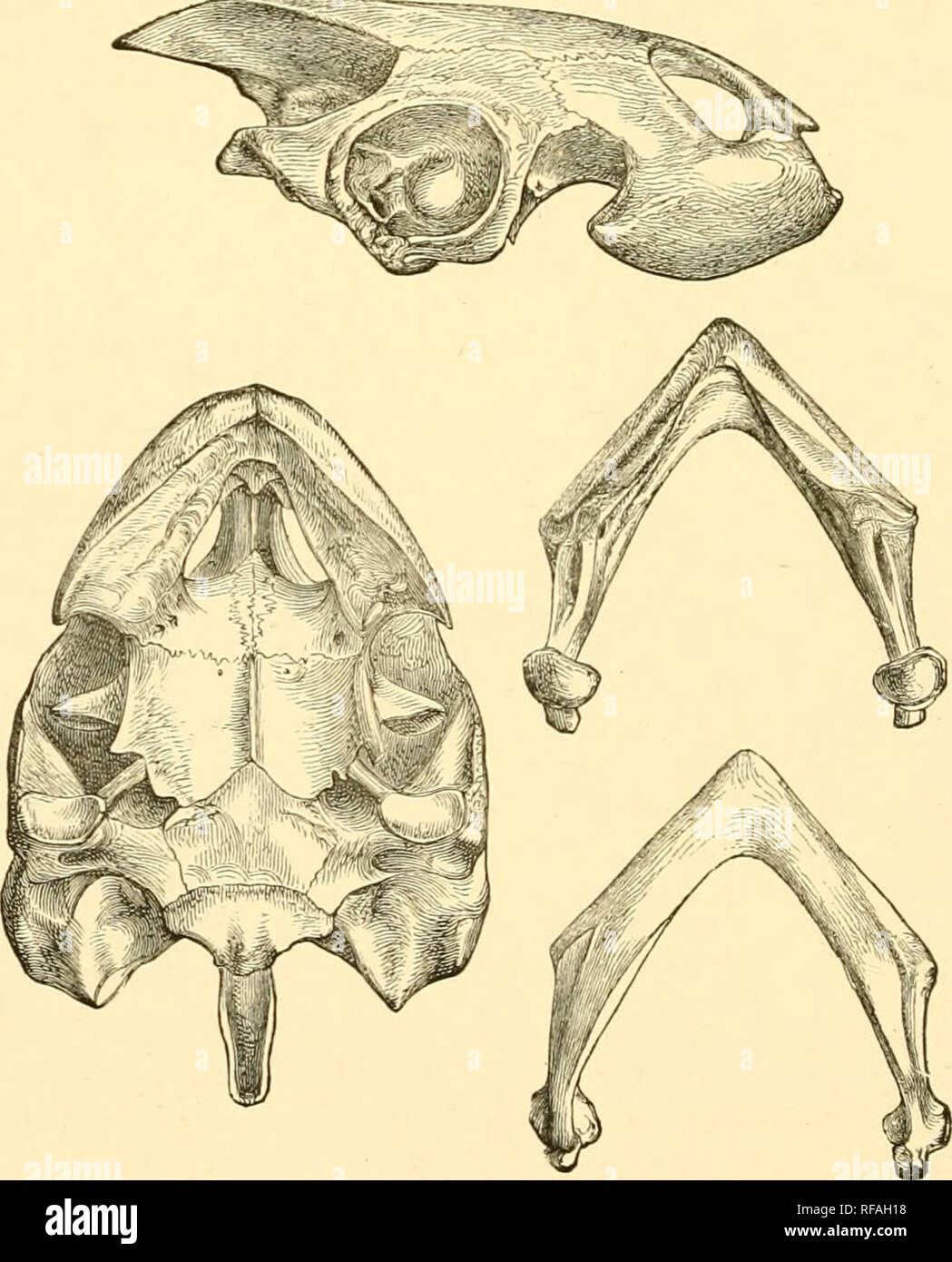 . Catalogue of the chelonians, rhynchocephalians, and crocodiles in the ...