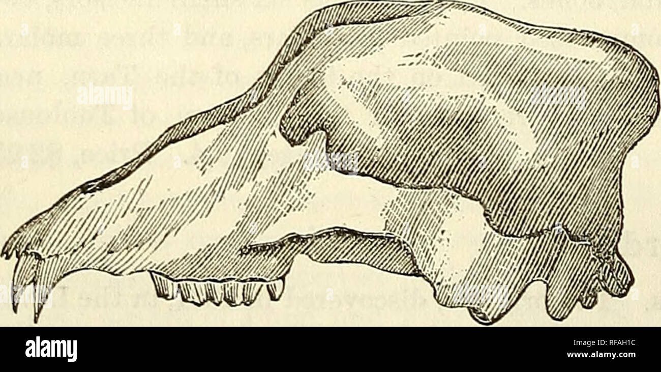 . Catalogue of casts of fossils, from the principal museums of Europe ...