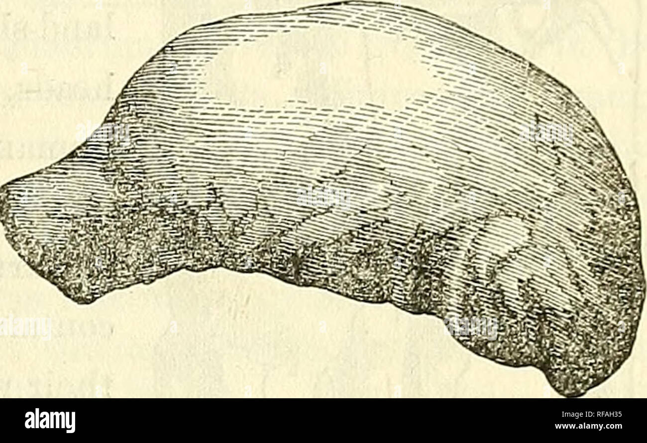 Early human species skull hi-res stock photography and images - Alamy