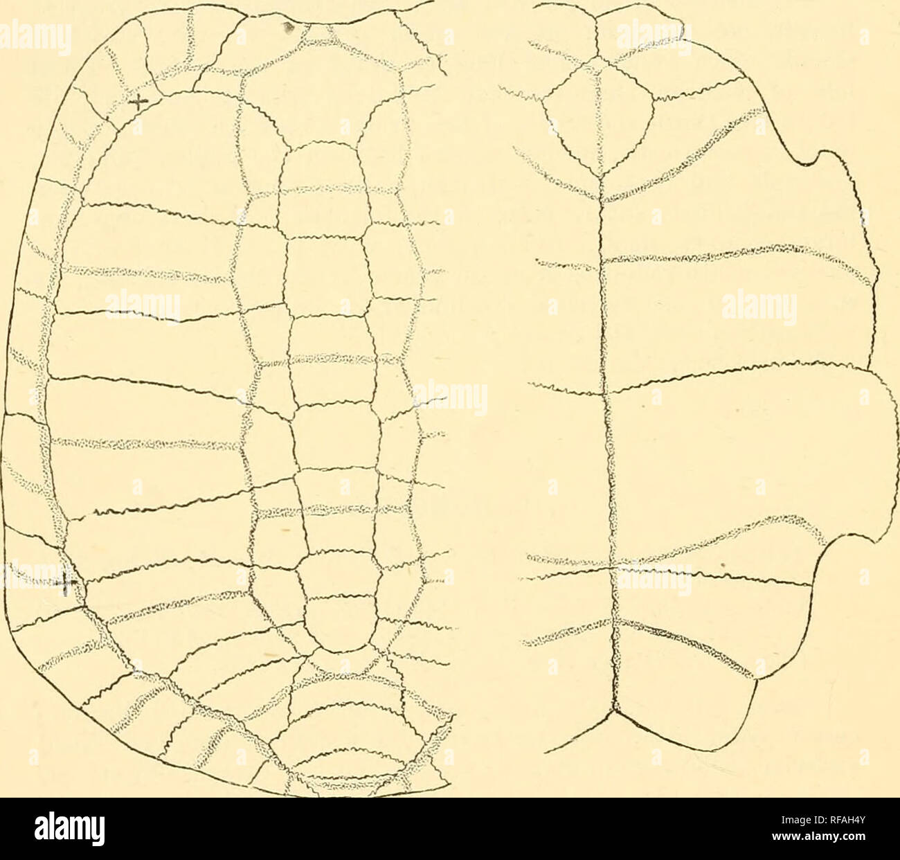 . Catalogue of the chelonians, rhynchocephalians, and crocodiles in the ...