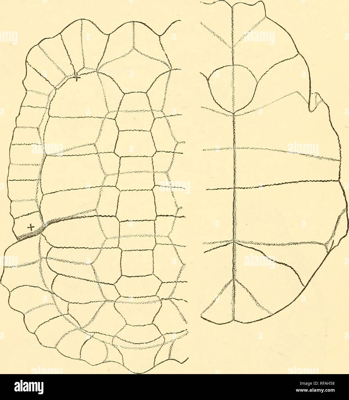 . Catalogue of the chelonians, rhynchocephalians, and crocodiles in the ...