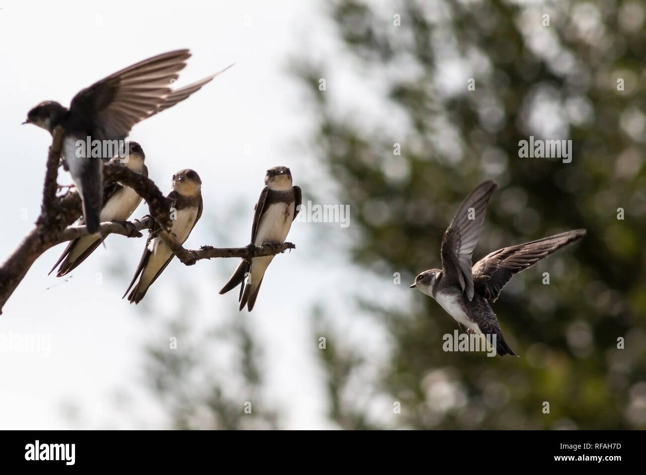Housemartin wings hi-res stock photography and images - Alamy