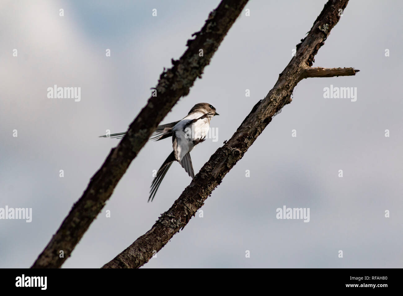 Housemartin wings hi-res stock photography and images - Alamy