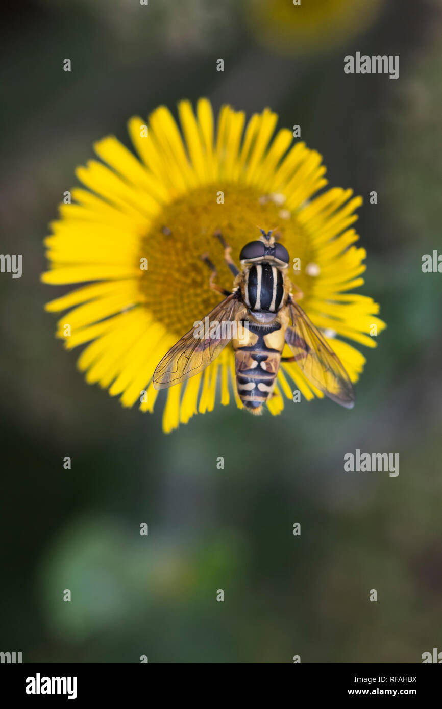 British hoverfly hi-res stock photography and images - Alamy