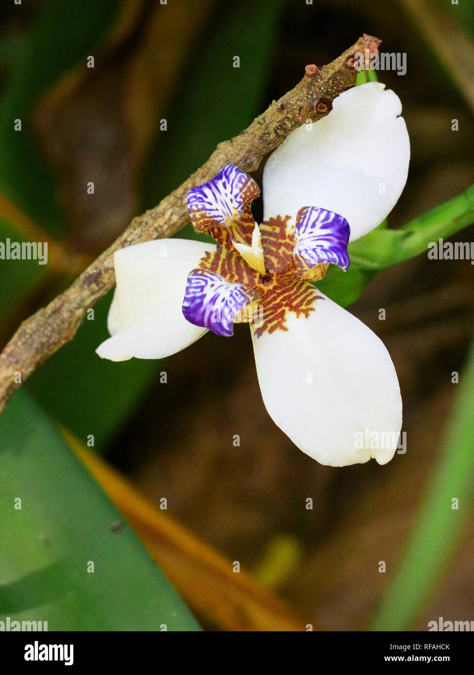 Apostle Plant Stock Photos & Apostle Plant Stock Images - Alamy