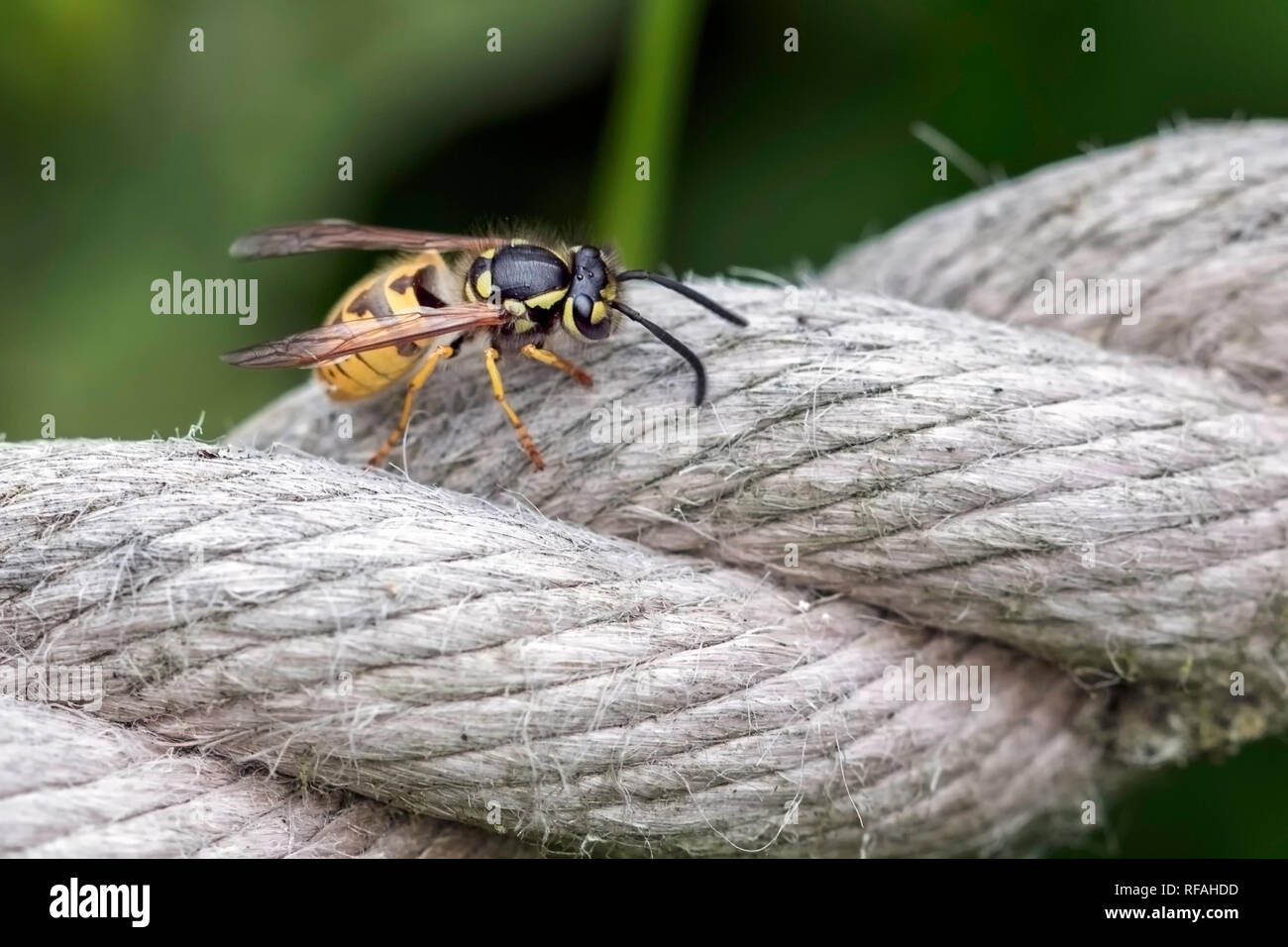 Wasp resting on a rope in the UK Stock Photo - Alamy