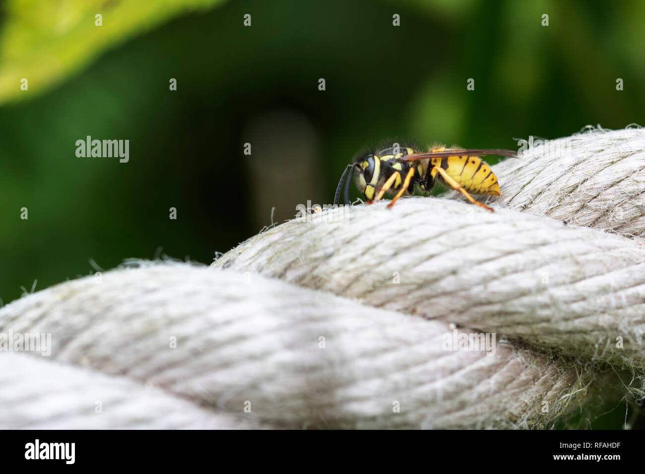 Wasp resting on a rope in the UK Stock Photo - Alamy
