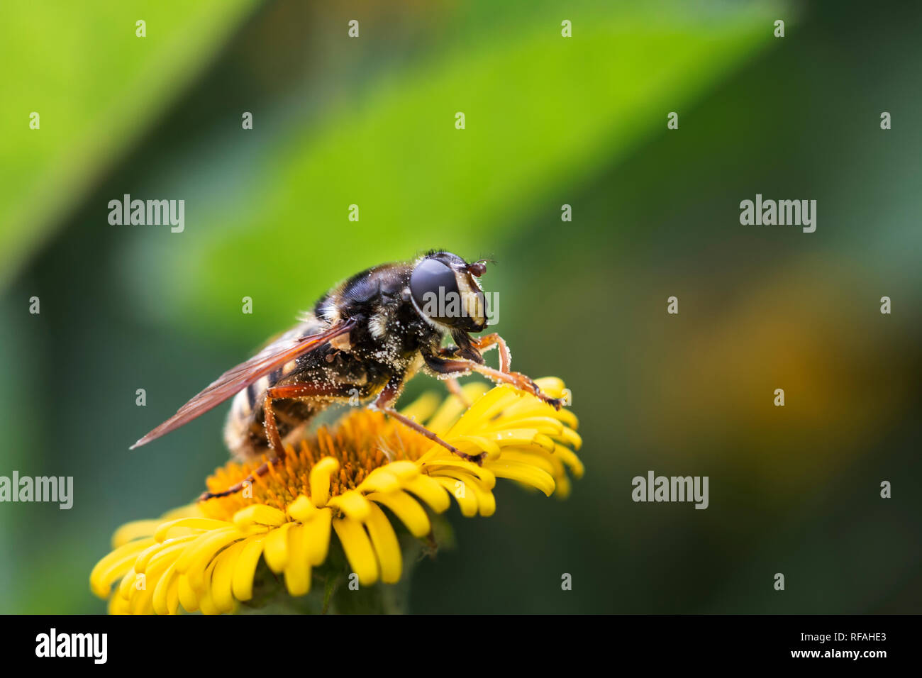Black and yellow winged insect uk hi-res stock photography and images ...