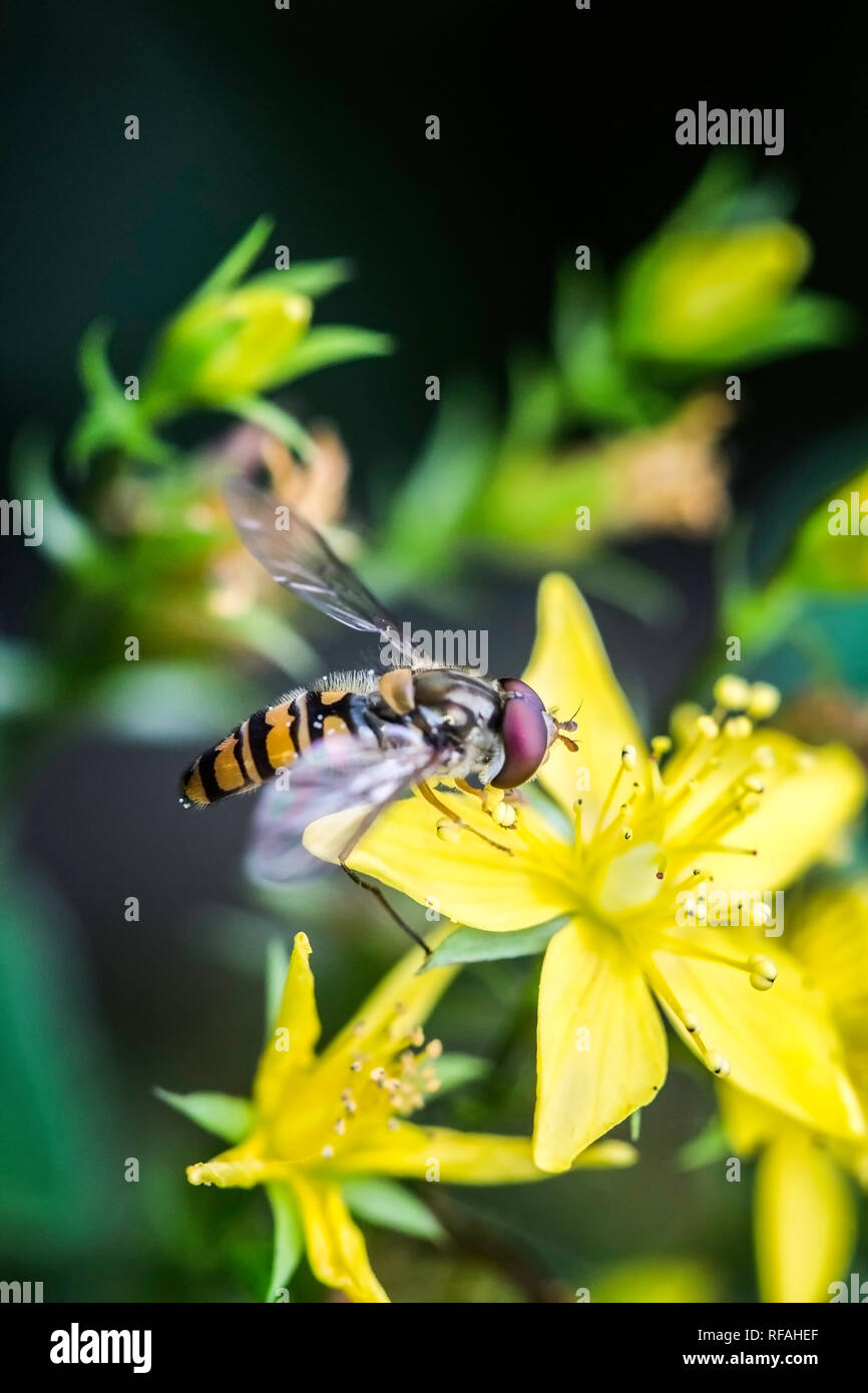 Black and yellow winged insect uk hi-res stock photography and images ...