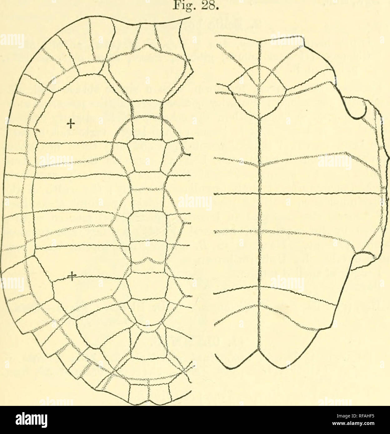 . Catalogue of the chelonians, rhynchocephalians, and crocodiles in the ...