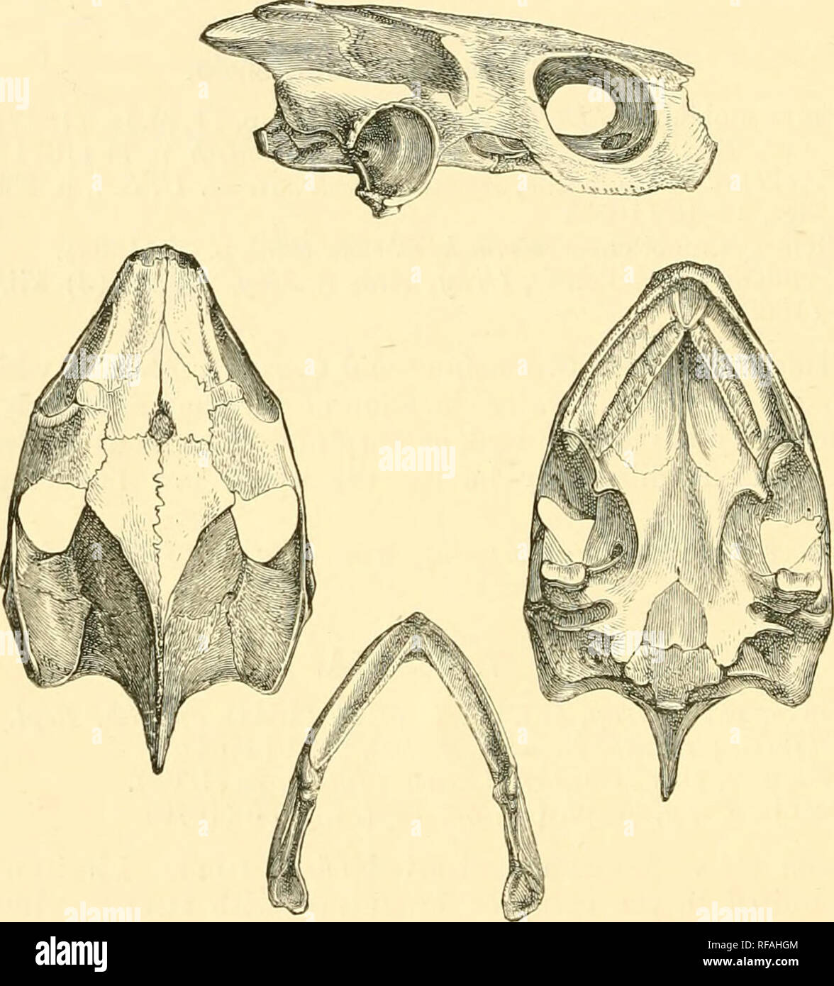 . Catalogue of the chelonians, rhynchocephalians, and crocodiles in the ...