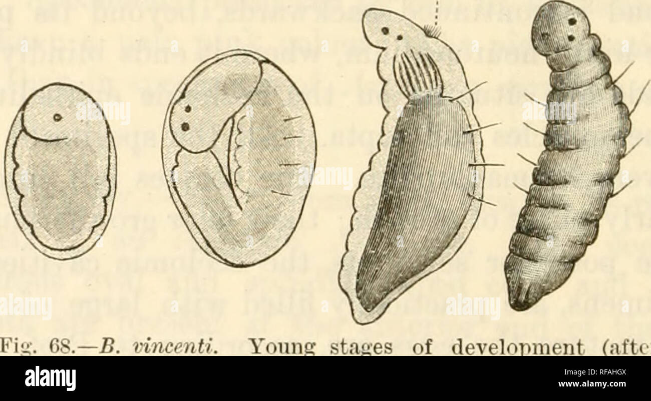. Catalogue of the Chaetopoda in the British Museum (Natural History ...