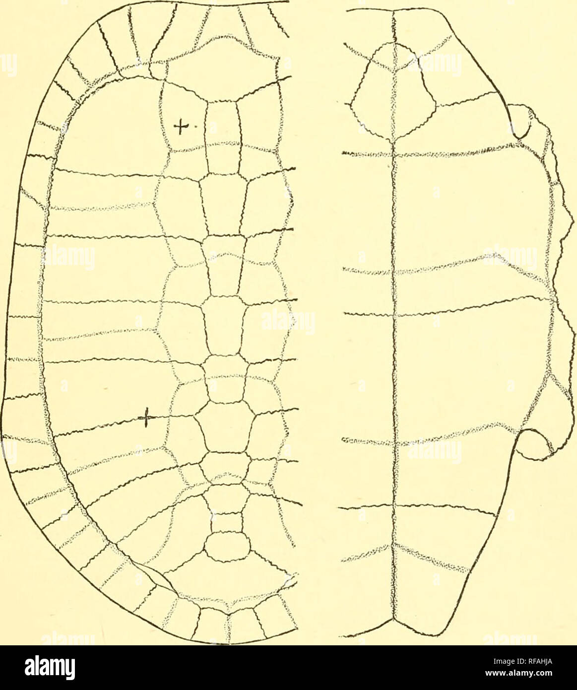 . Catalogue of the chelonians, rhynchocephalians, and crocodiles in the ...