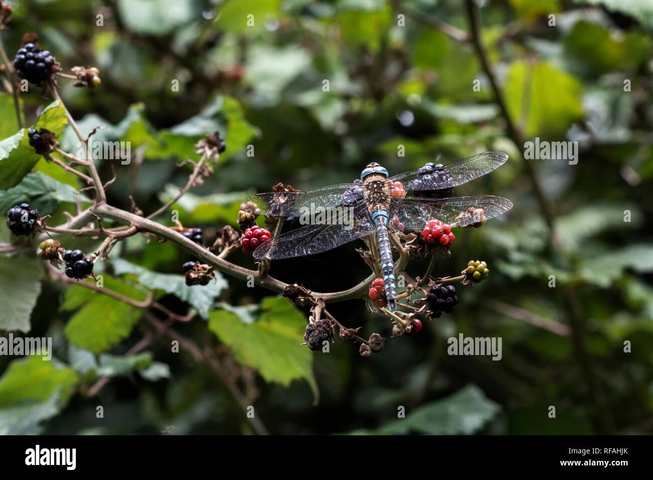 close up of an Azure Hawker Dragonfly in September Stock Photo - Alamy